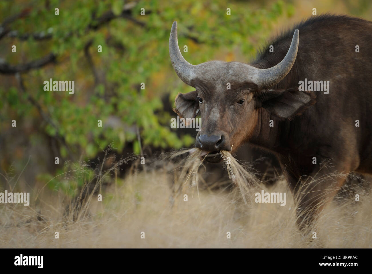 Buffel afrika hi-res stock photography and images - Alamy