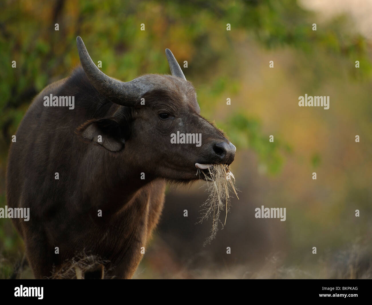 Grazende adulte buffel in vooraanzicht, Feeding adult buffalo in ...