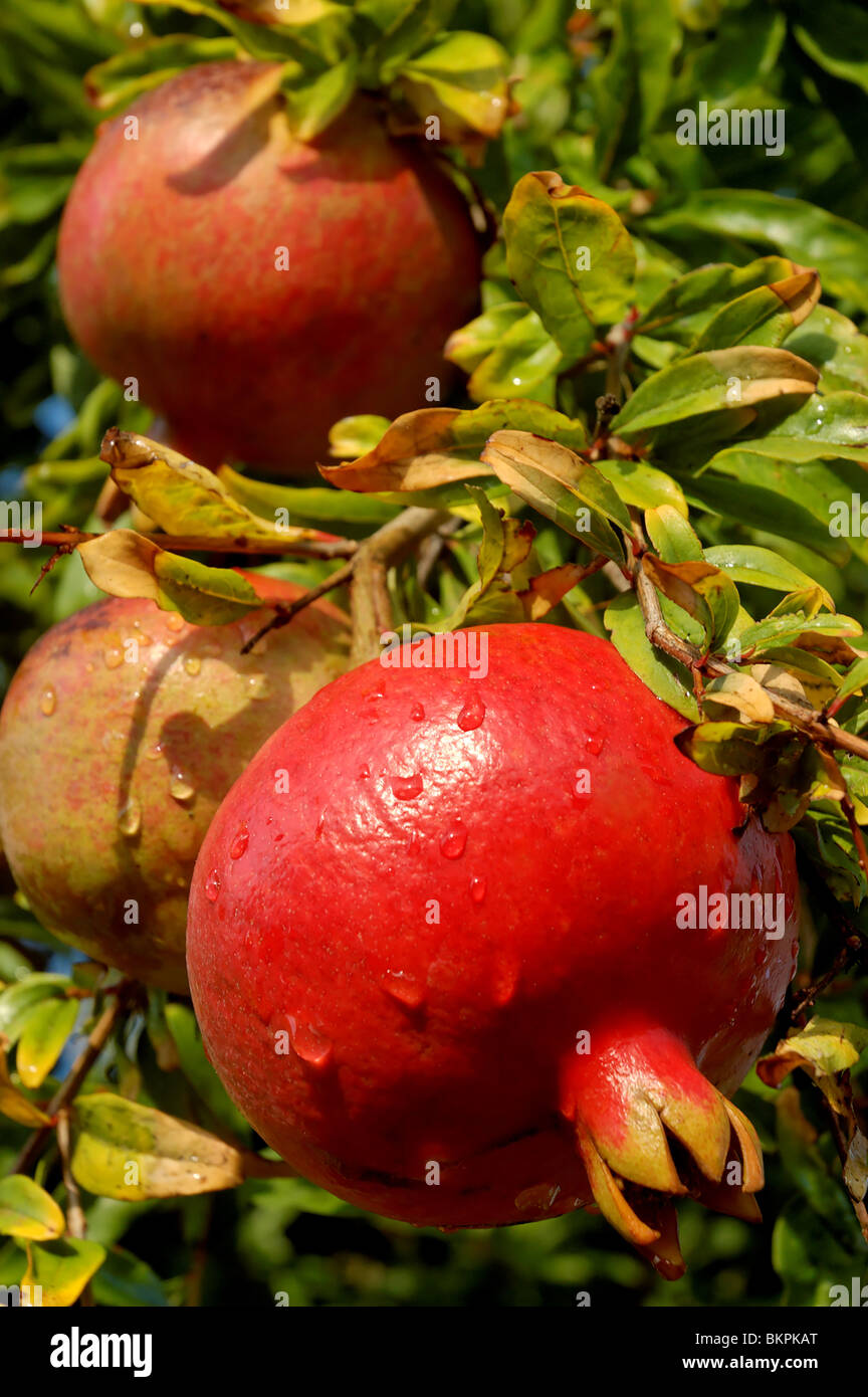 Stock photograph of a pomegranate fruit (Punicum granatum) ripening and ...