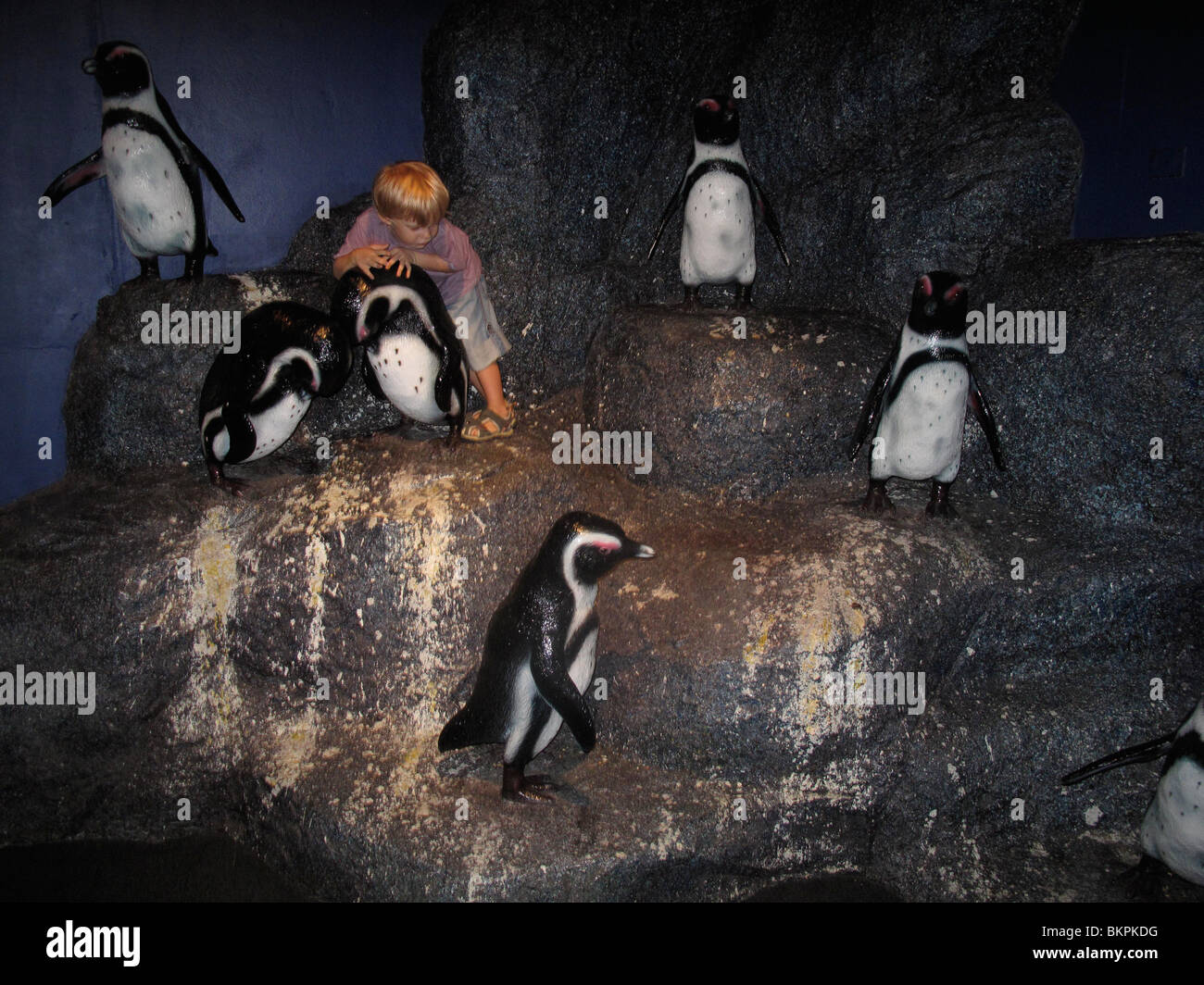 Fake Penguins High Resolution Stock Photography and Images - Alamy