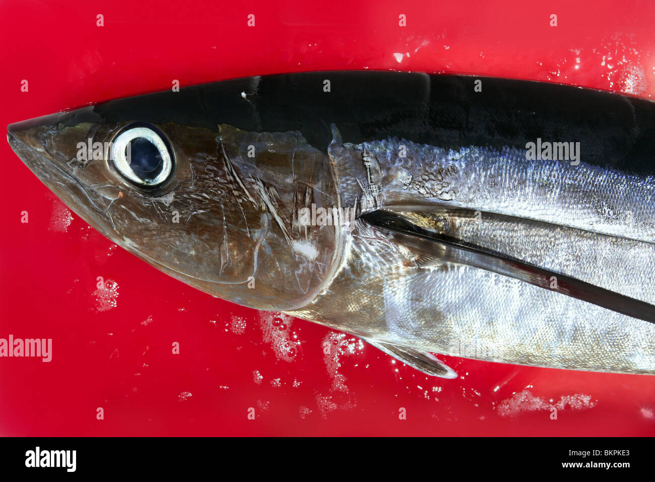 Bloody Mediterranean tuna fish preparation after catch Stock Photo - Alamy