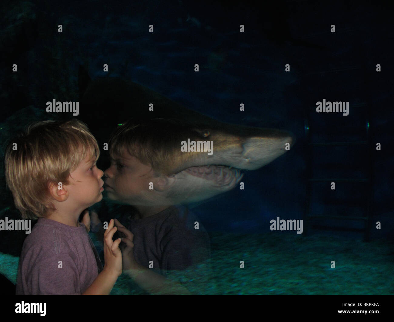 Shark boy hi-res stock photography and images - Alamy