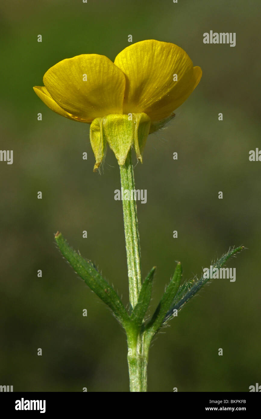 Side view of the Bulbous Buttercup Stock Photo - Alamy