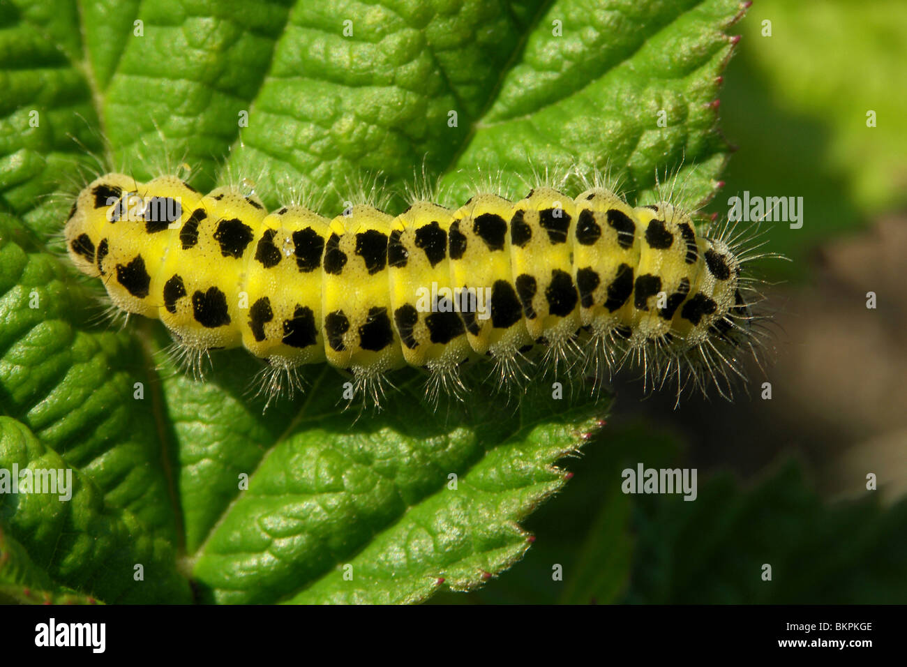 Sint jansvlinder hi-res stock photography and images - Alamy