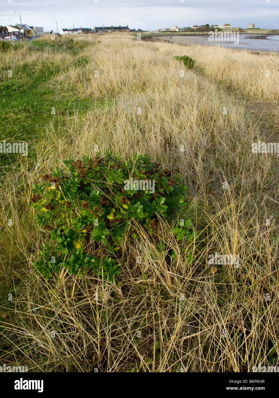 Plant growing in sand dunes hi-res stock photography and images - Alamy