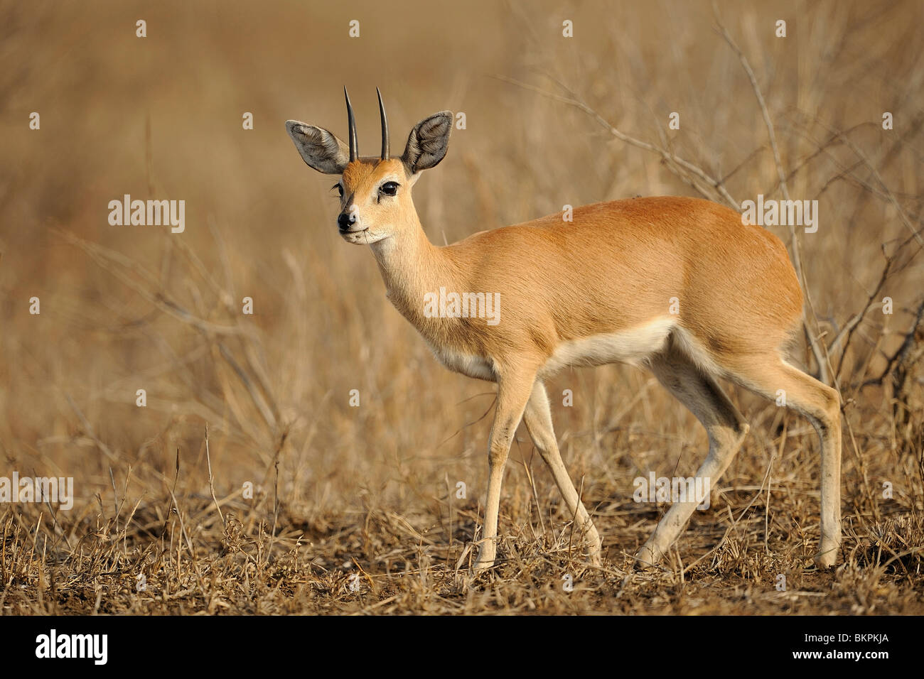 Steenbok man in zijaanzicht, Steenbok male in sideview Stock Photo - Alamy