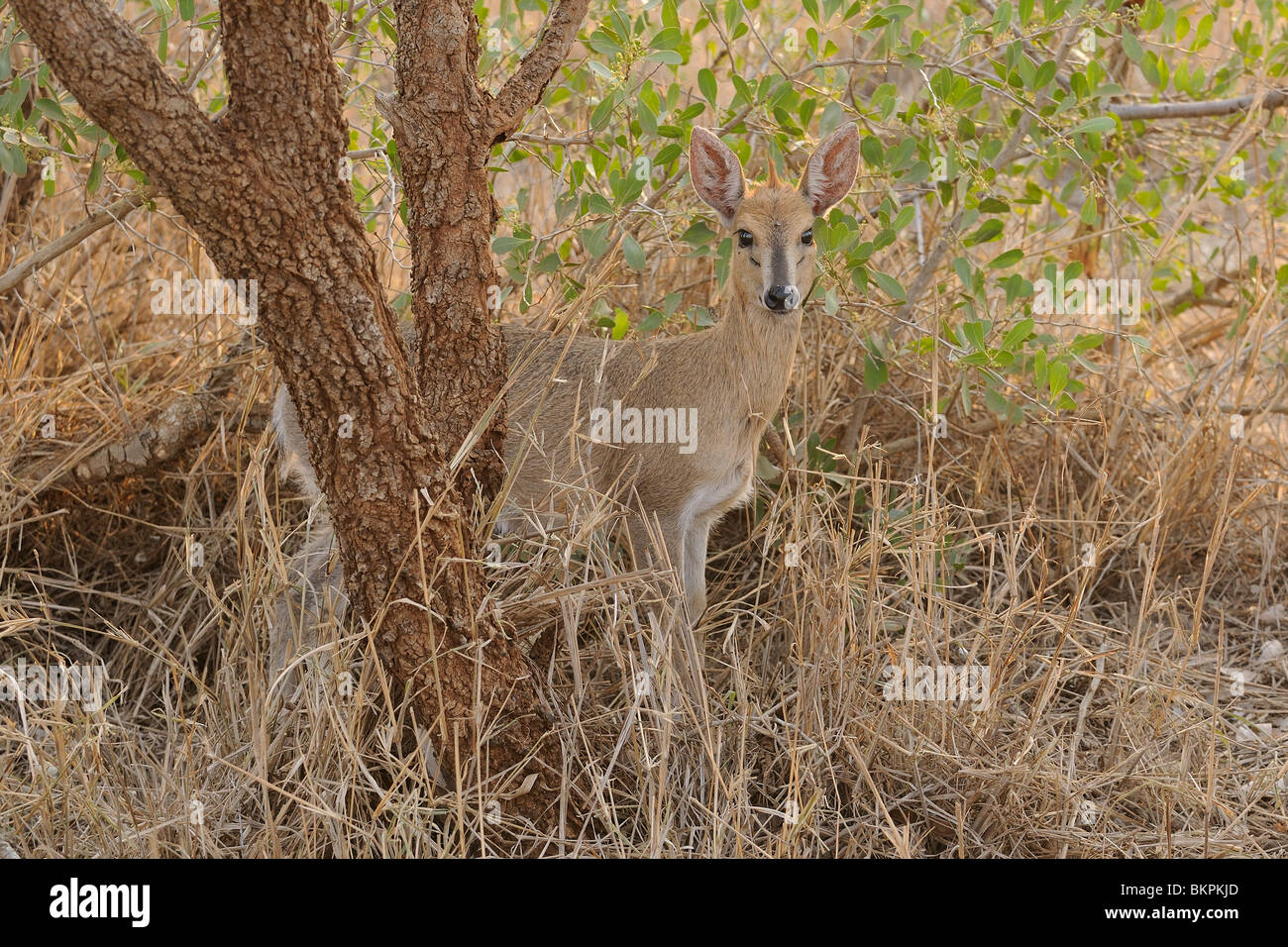 Duiker kruger hi-res stock photography and images - Alamy
