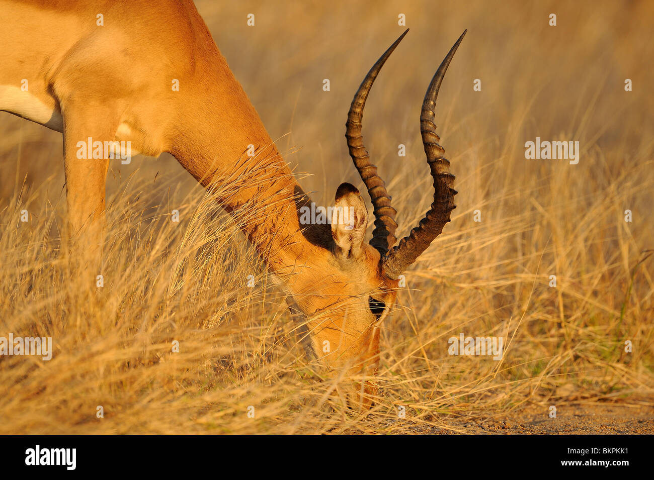 Portrait of feeding adult male impala in sideview Stock Photo - Alamy