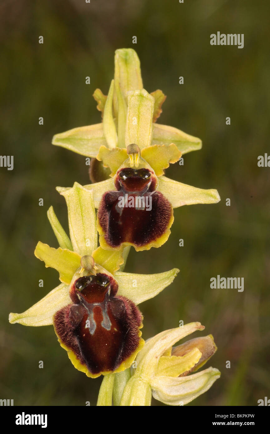 Early spider orchid. Ophrys sphegodes, Dancing ledge , Dorset , may ...