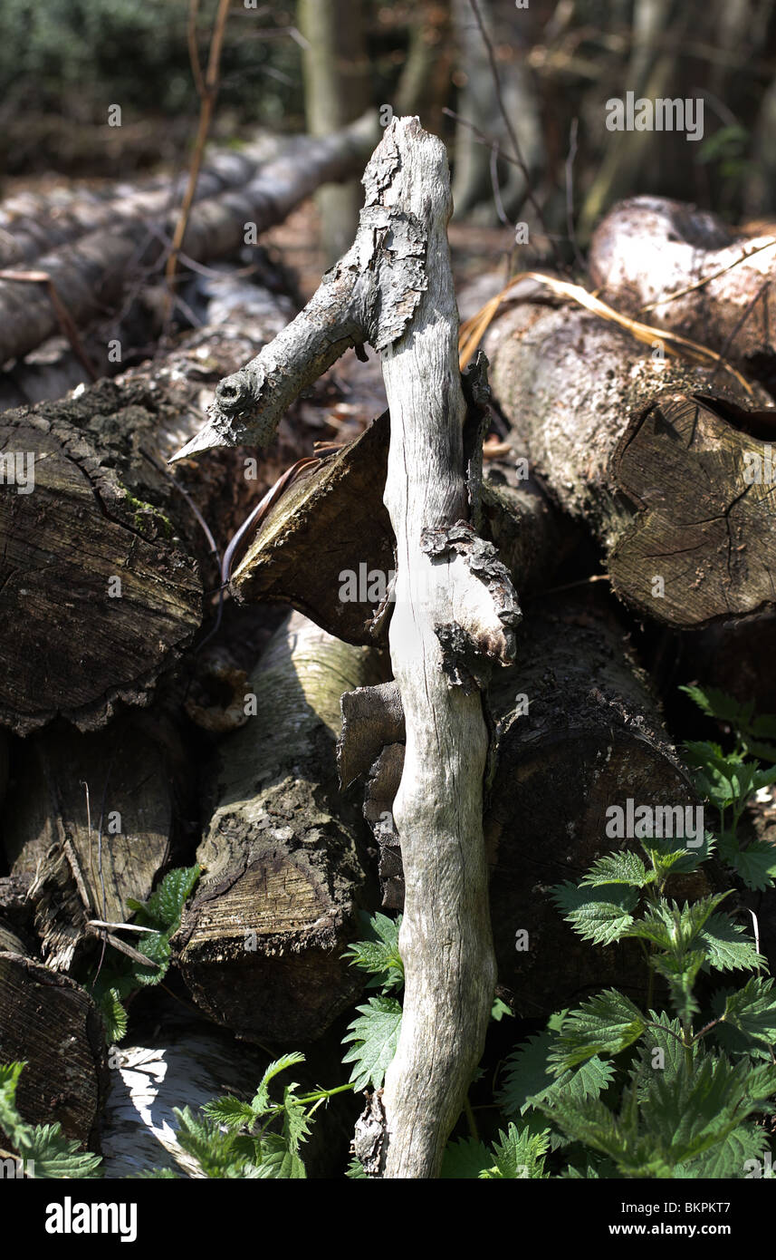 Branch in the shape of a number one Stock Photo - Alamy