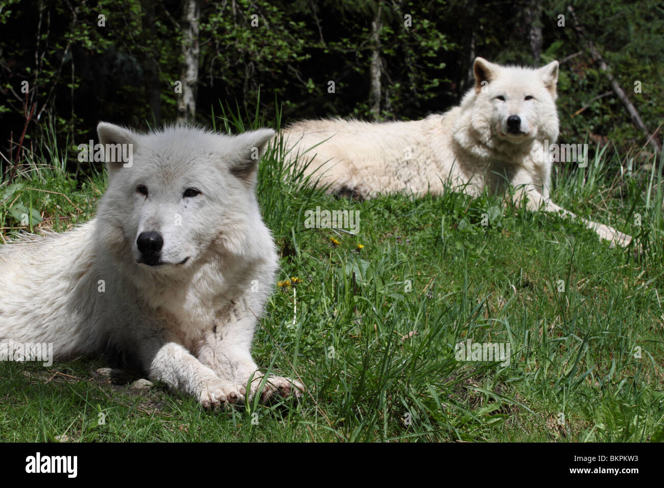 Wolf family photography hi-res stock photography and images - Alamy