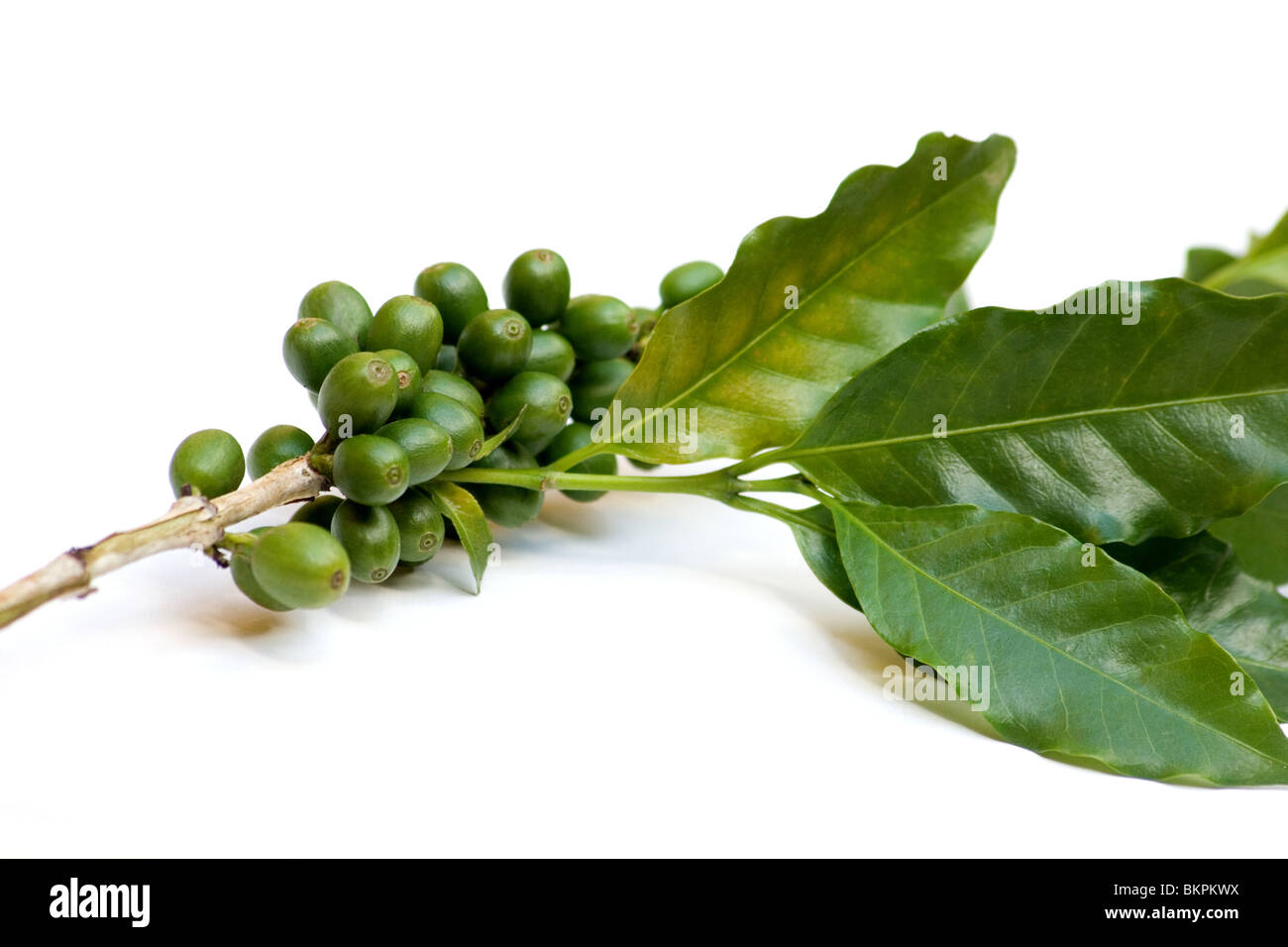 Green coffee cherries on white background Stock Photo - Alamy