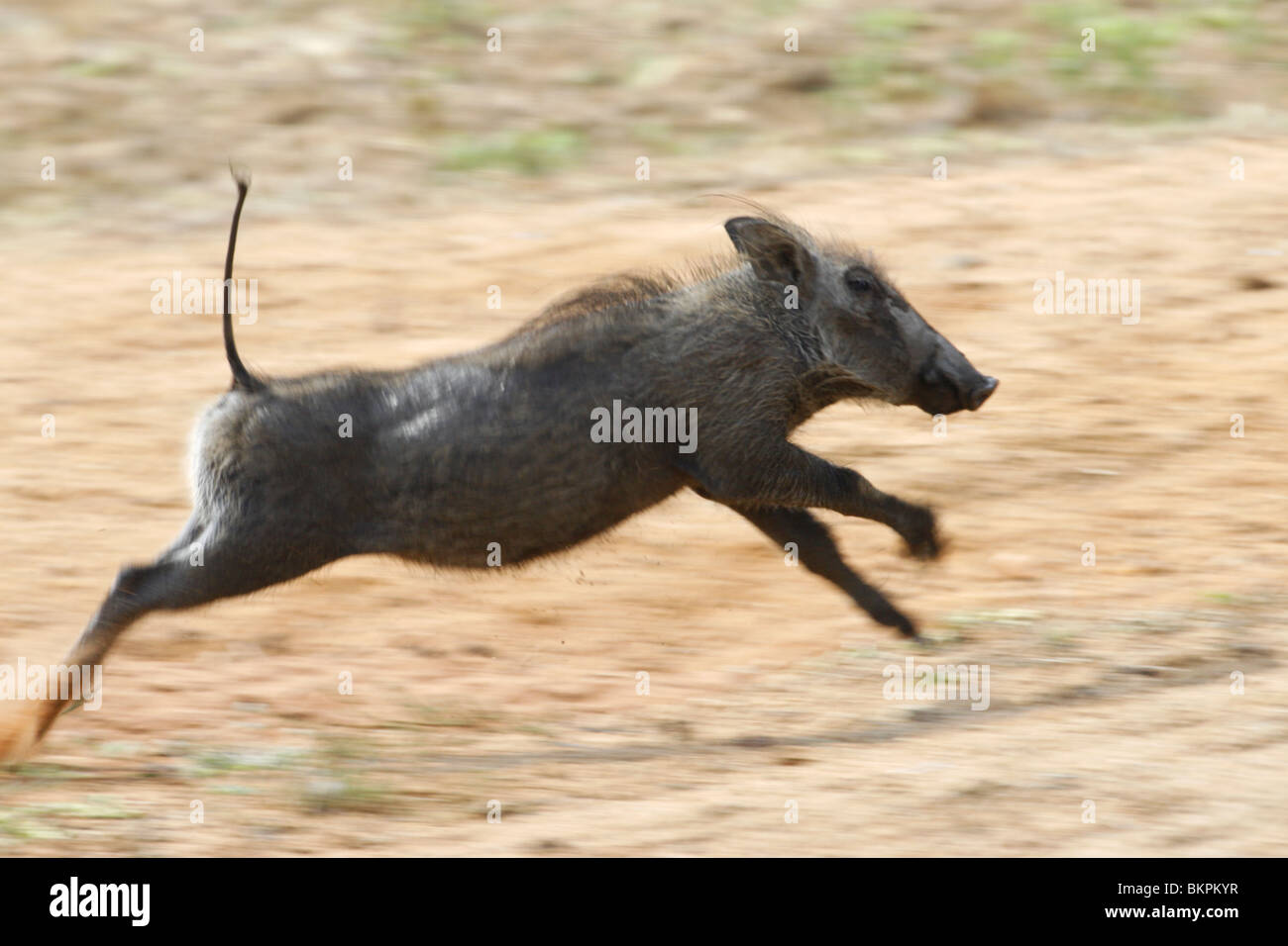 baby warthog running, south, africa Stock Photo - Alamy