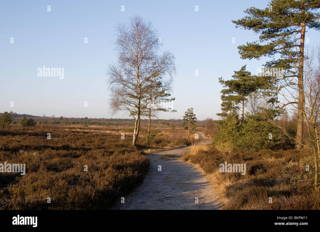 Heuvelrug hi-res stock photography and images - Alamy