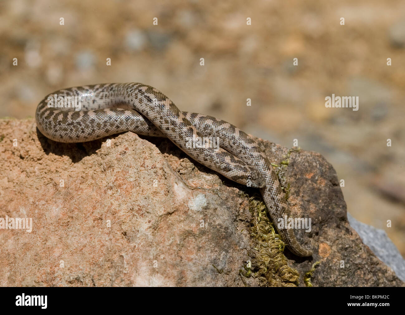 Jaculus hi-res stock photography and images - Alamy