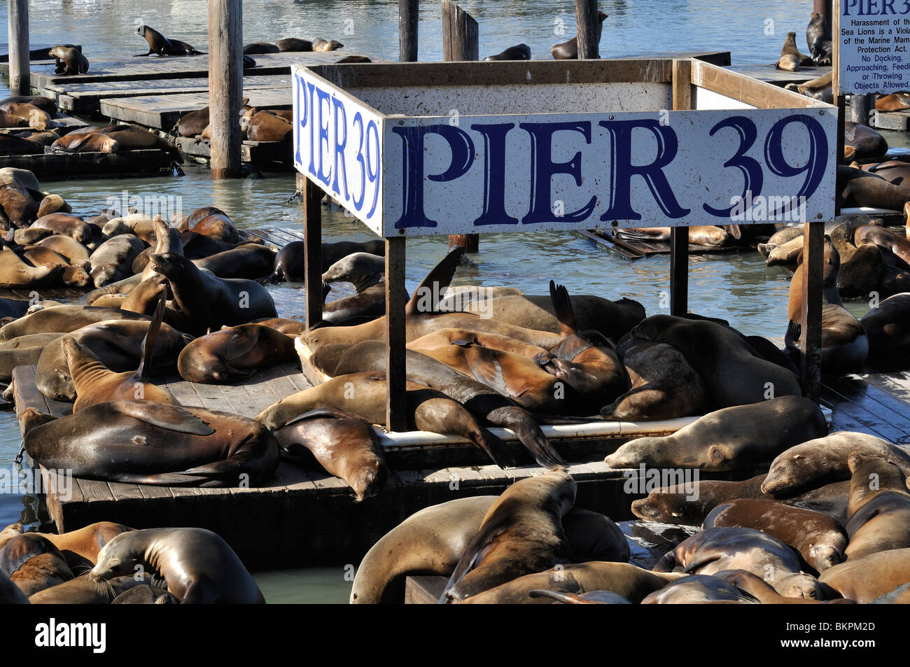 Large group of sea lions napping on pier 39 on the waterfront, San ...
