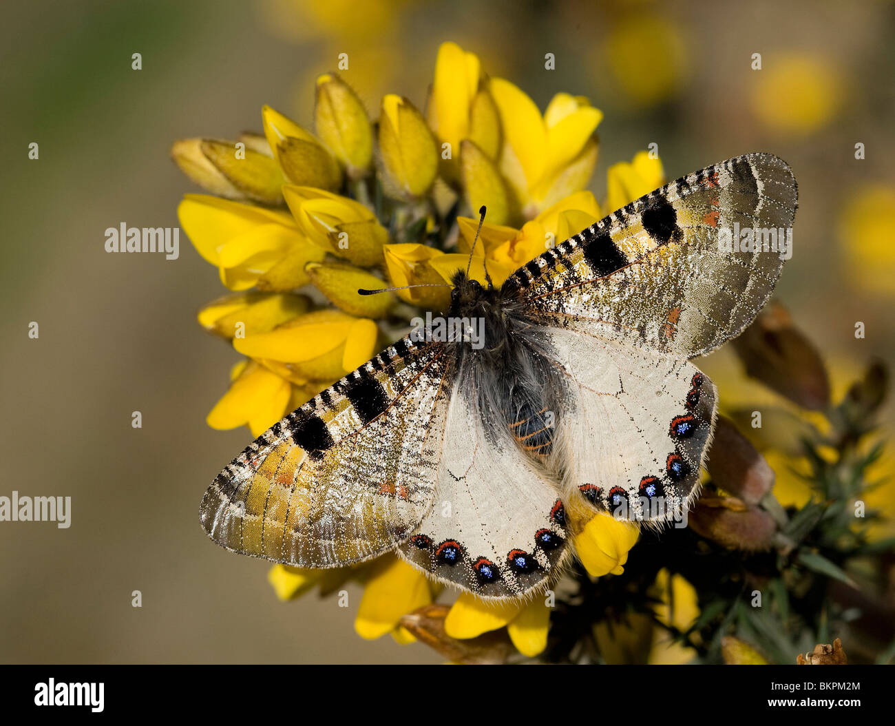 Pijpbloemapollo, Archon apollinus, False Stock Photo - Alamy