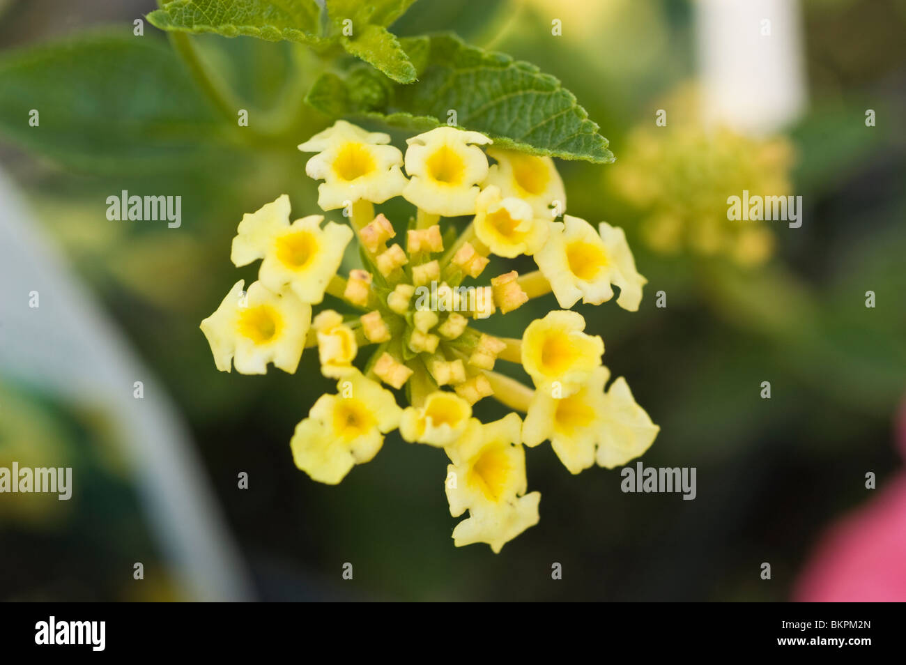 Small cluster of blossoms hi-res stock photography and images - Alamy