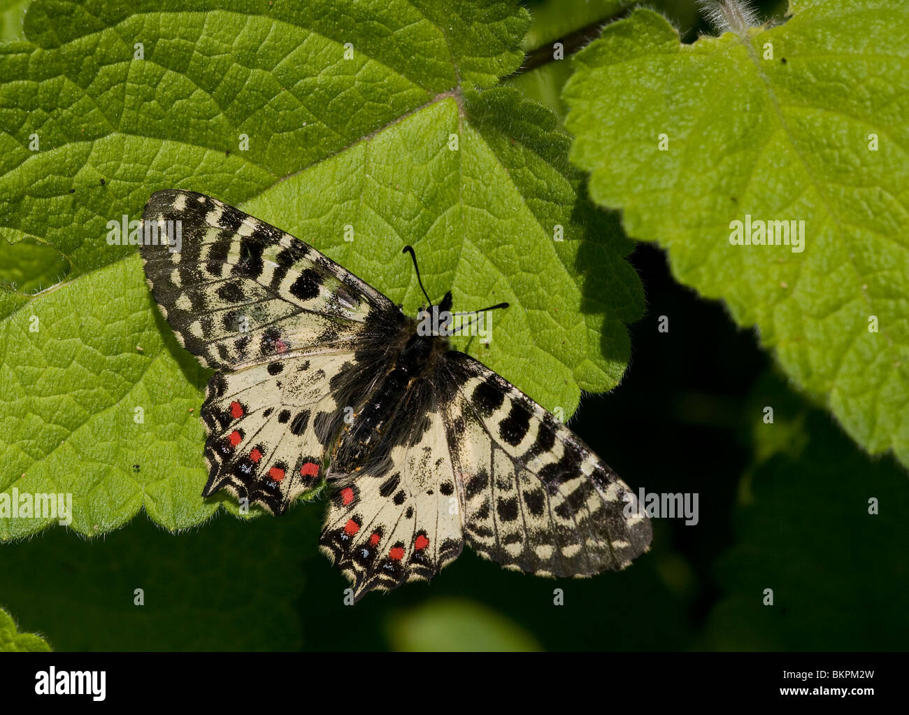 Oostelijke pijpbloemvlinder, Zerynthia cerisy, Eastern festoon Stock ...