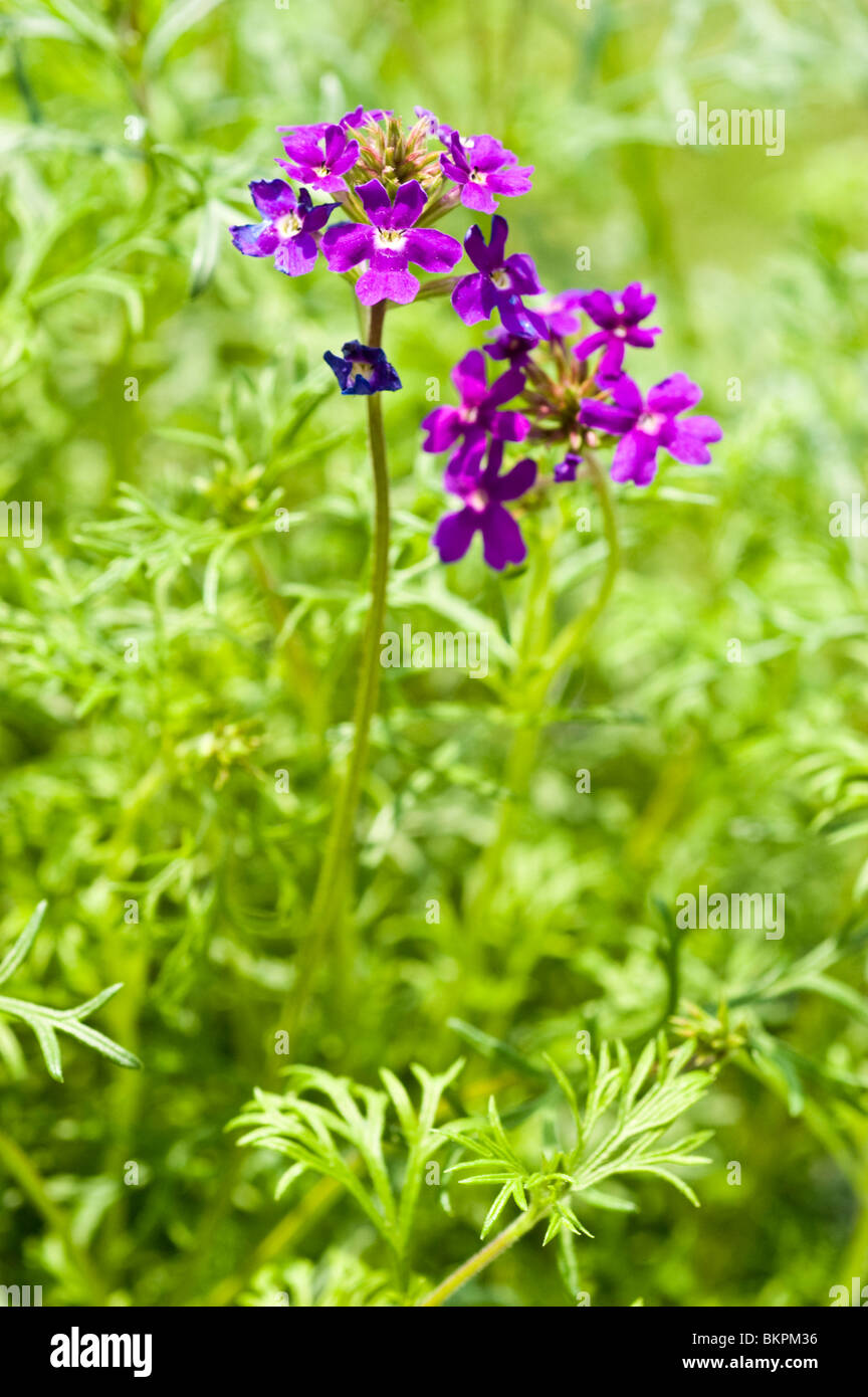 Violet flowers of Moss verbena, Varbena tenuisecta 'Imagination ...