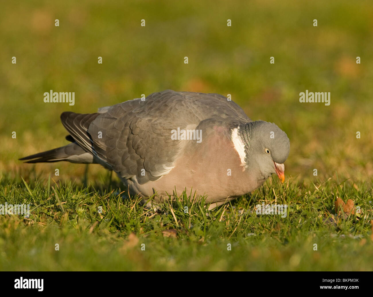 Houtduif hi-res stock photography and images - Alamy