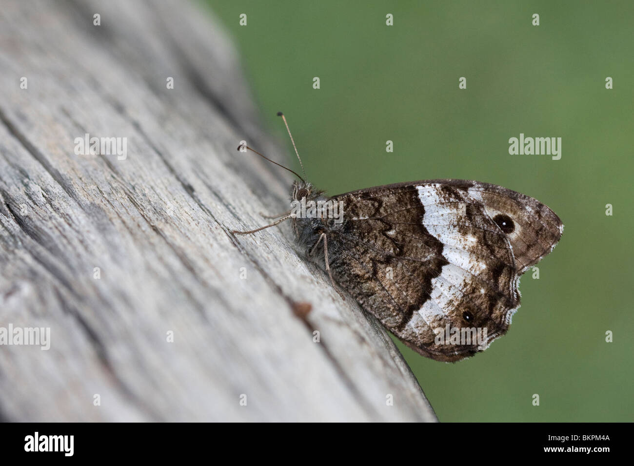Woodland grayling hi-res stock photography and images - Alamy