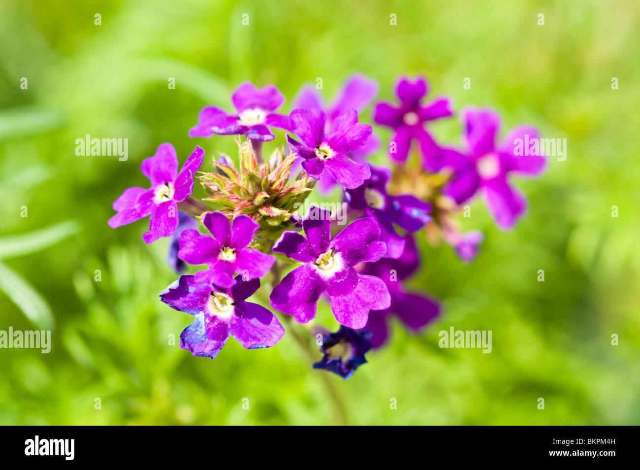 Violet flowers of Moss verbena, Varbena tenuisecta 'Imagination ...