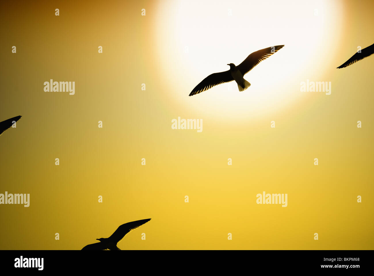 Seagulls in flight hi-res stock photography and images - Alamy