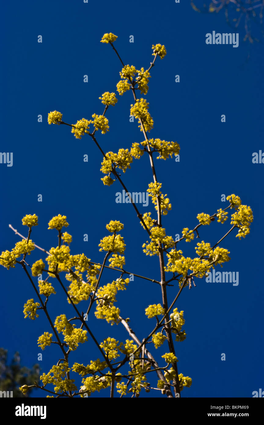 Yellow spring flowers of Cornus mas, Cornelian Cherry, domwood ...