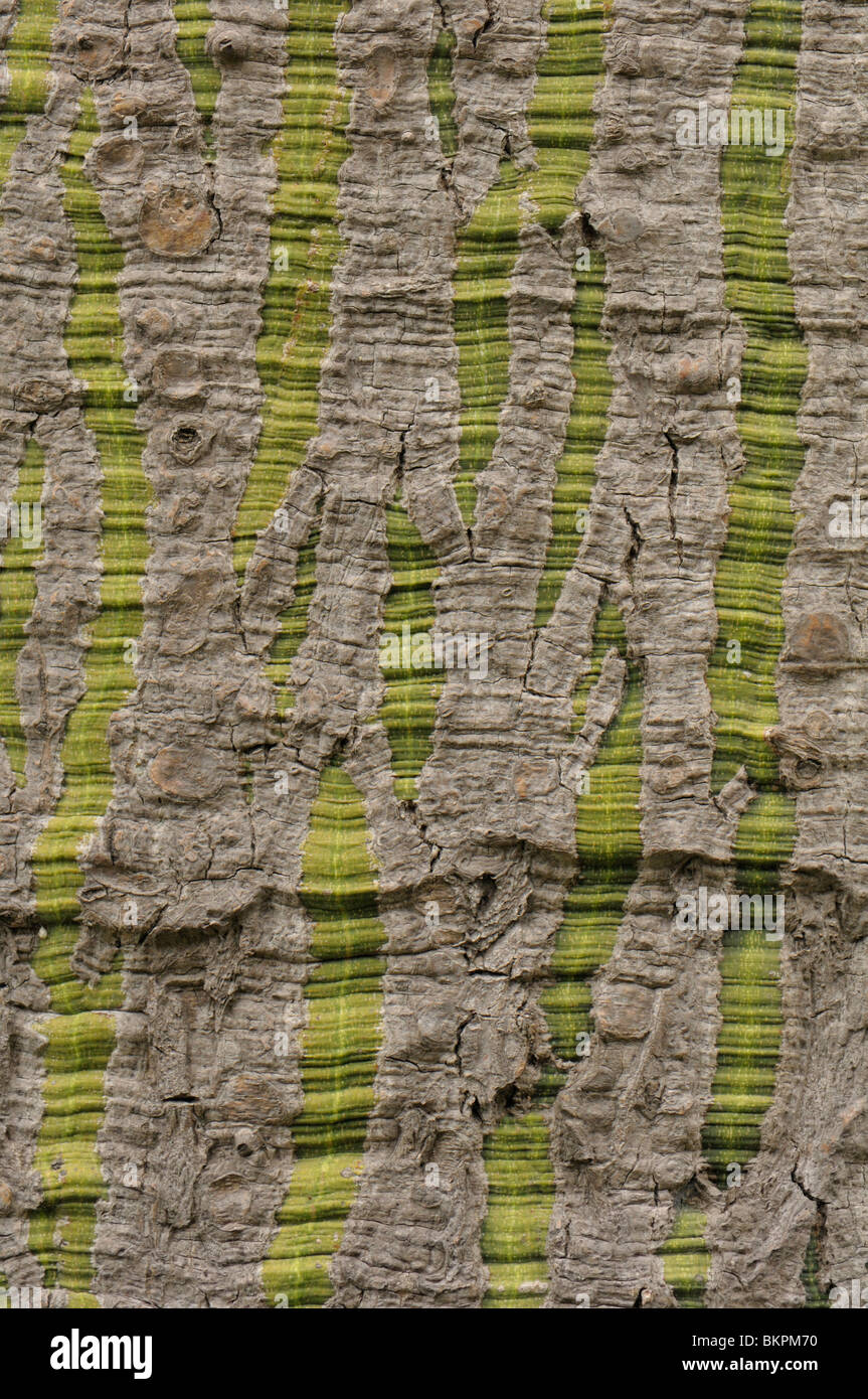 stam van kapokboom; stem from kapok tree Stock Photo - Alamy