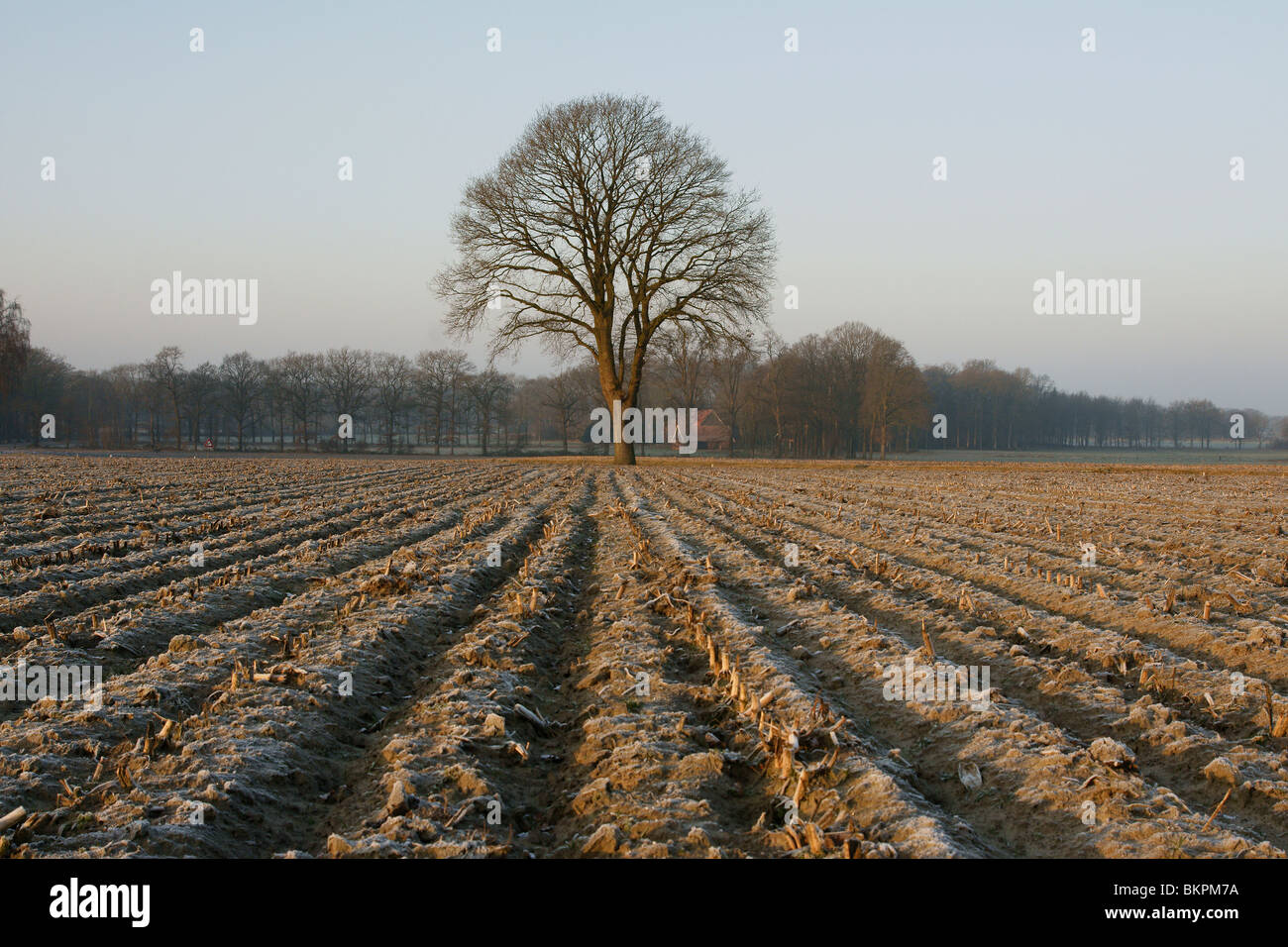 A lonely tree in an agricultural field Stock Photo - Alamy
