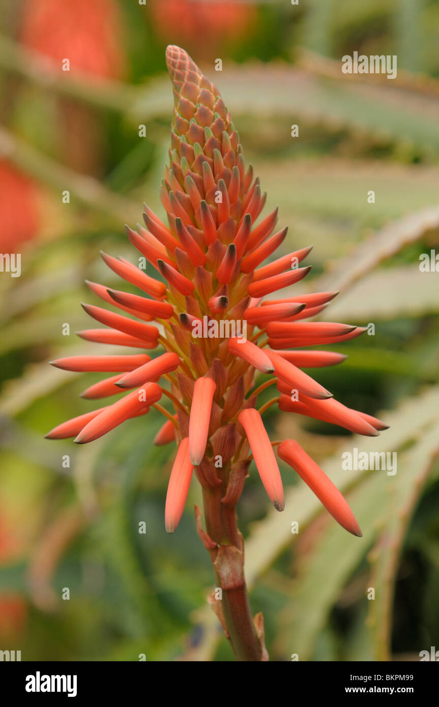 inflorescence of Aloe arborescens Stock Photo - Alamy
