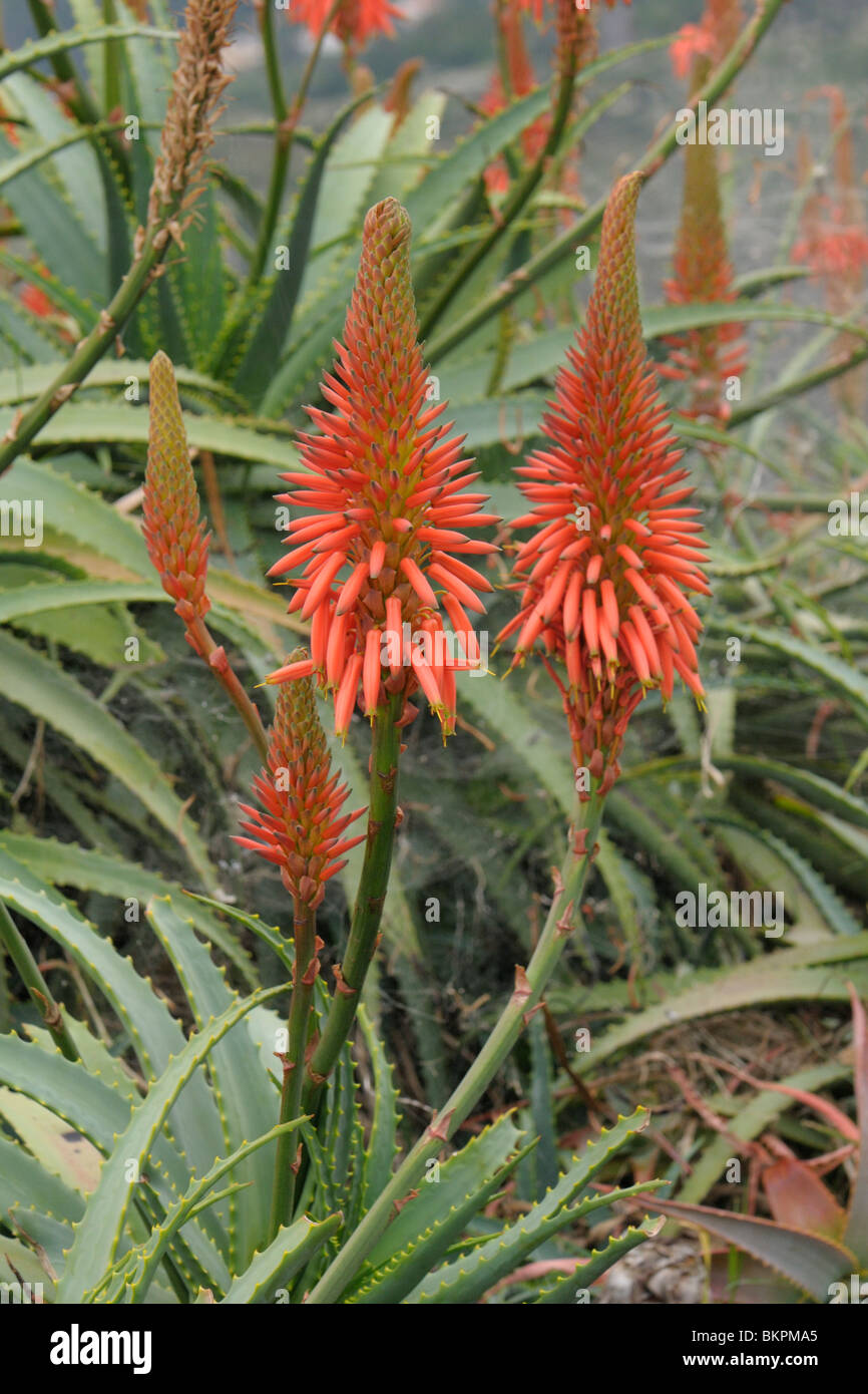 bloemen en knoppen van boomachtige aloe; flowers and buds of sword aloe ...