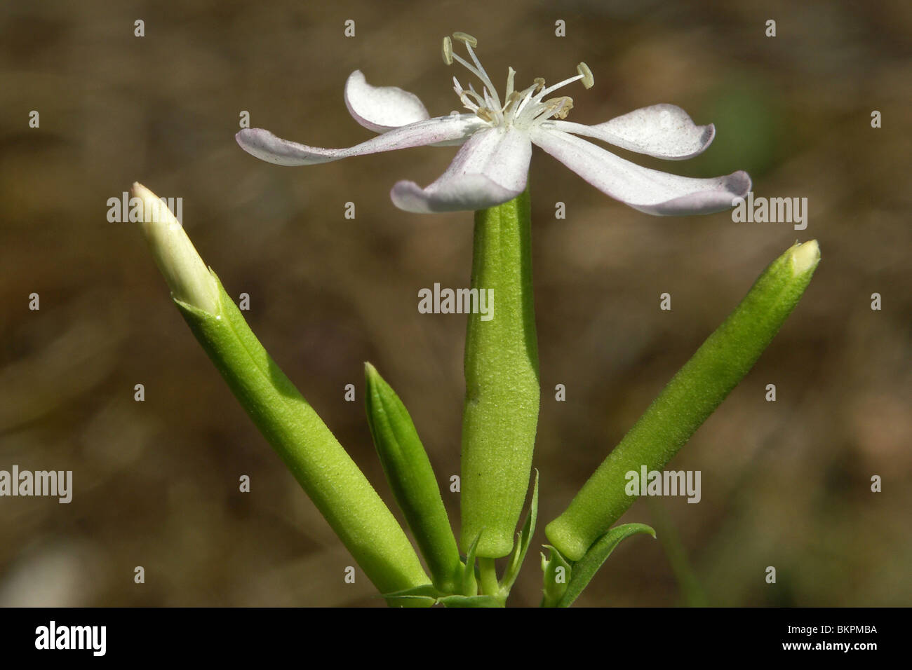 Close up van bloem hi-res stock photography and images - Alamy