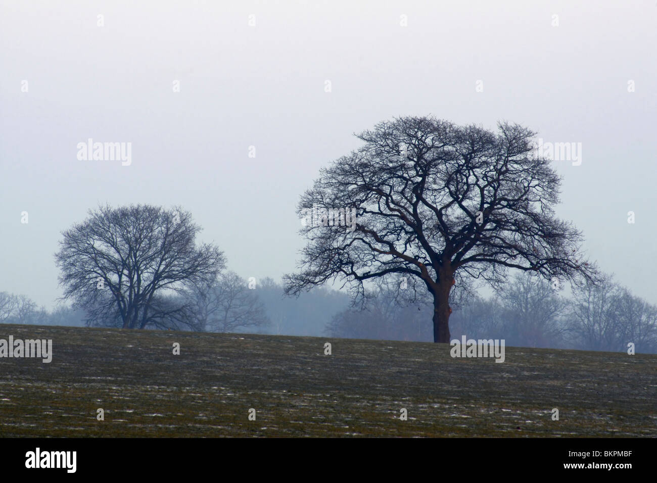 Lonely trees in the field hi-res stock photography and images - Alamy