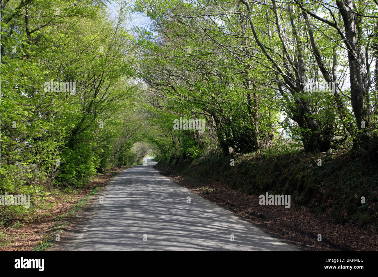 English country lane in spring hi-res stock photography and images - Alamy