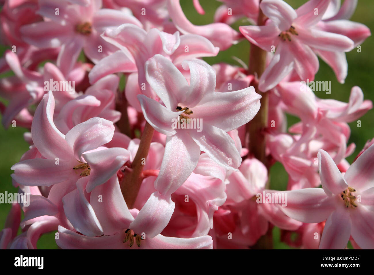 Hyacinth Hyacinthus orientalis Pink Pearl spring flowering bulb. Epsom ...