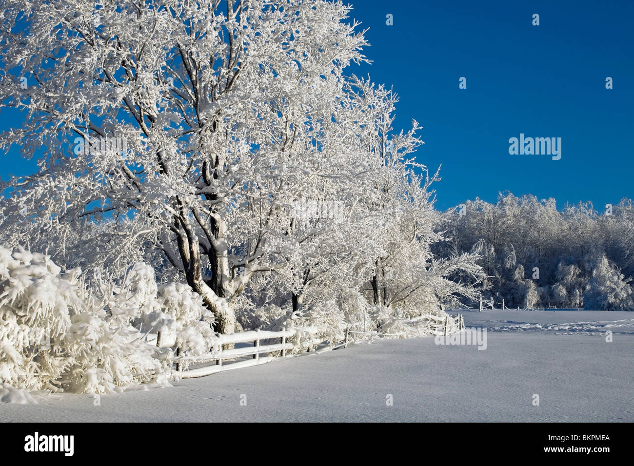 A Field And Trees Covered In Snow Stock Photo - Alamy