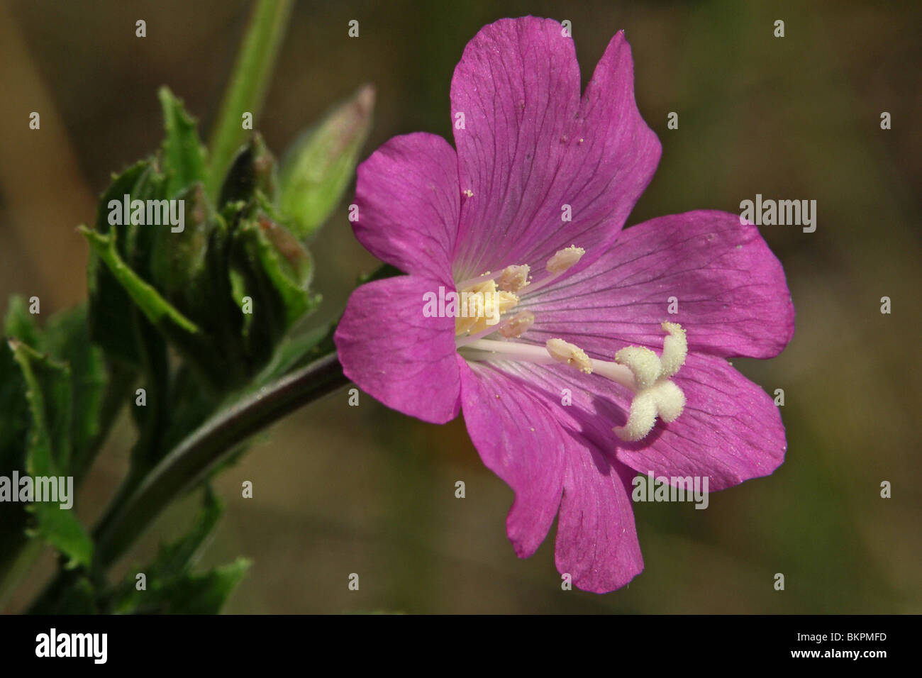 Close up van bloem hi-res stock photography and images - Alamy