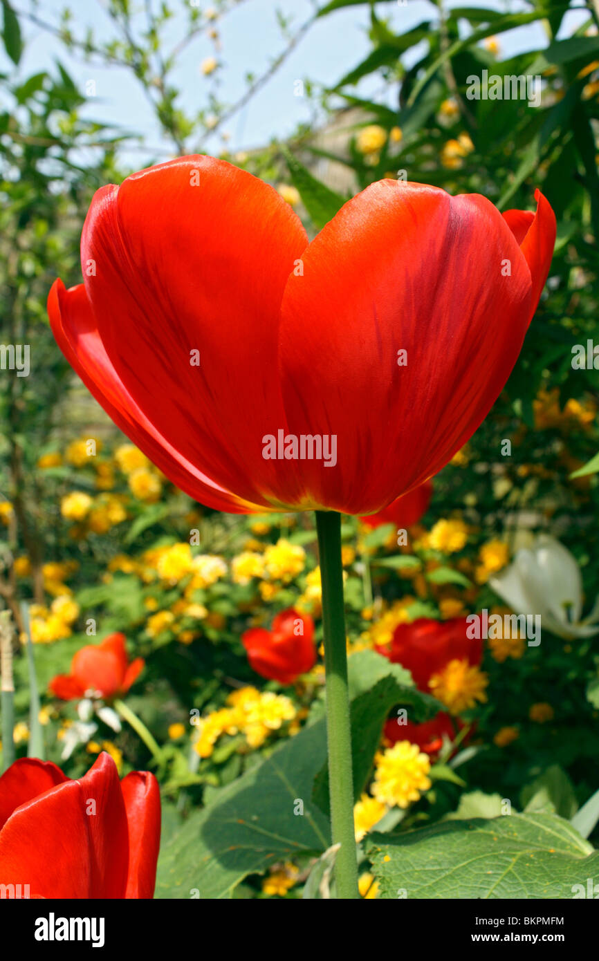 Large tulip flower hi-res stock photography and images - Alamy