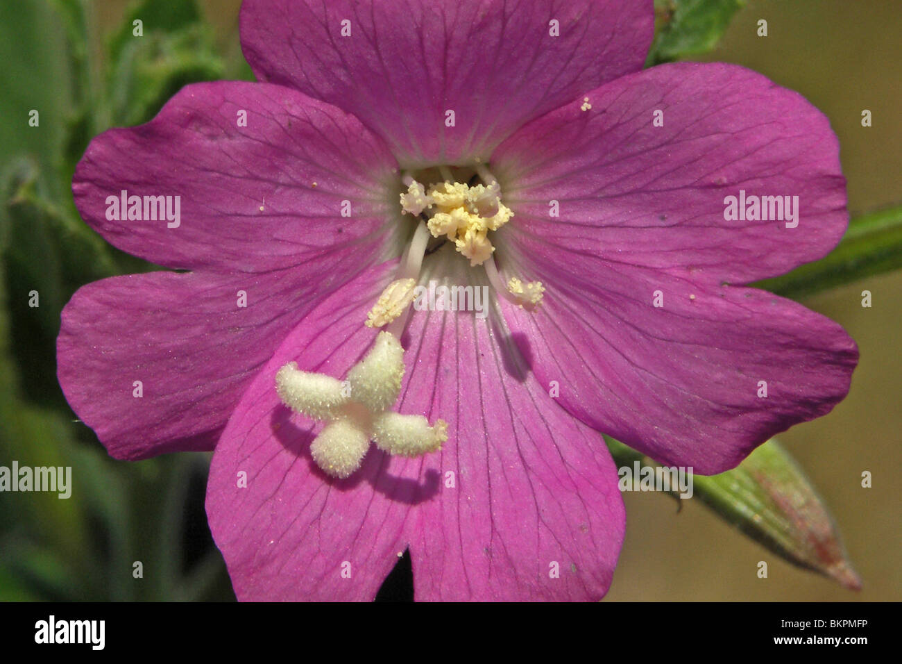 vooraanzicht close up van bloem Stock Photo - Alamy
