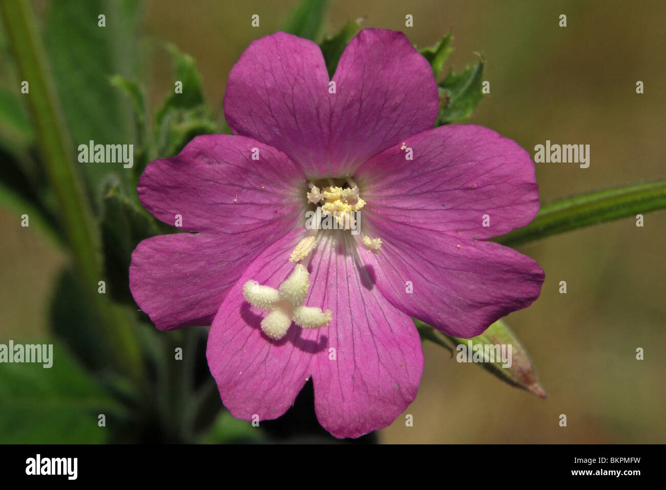 Vooraanzicht hi-res stock photography and images - Alamy