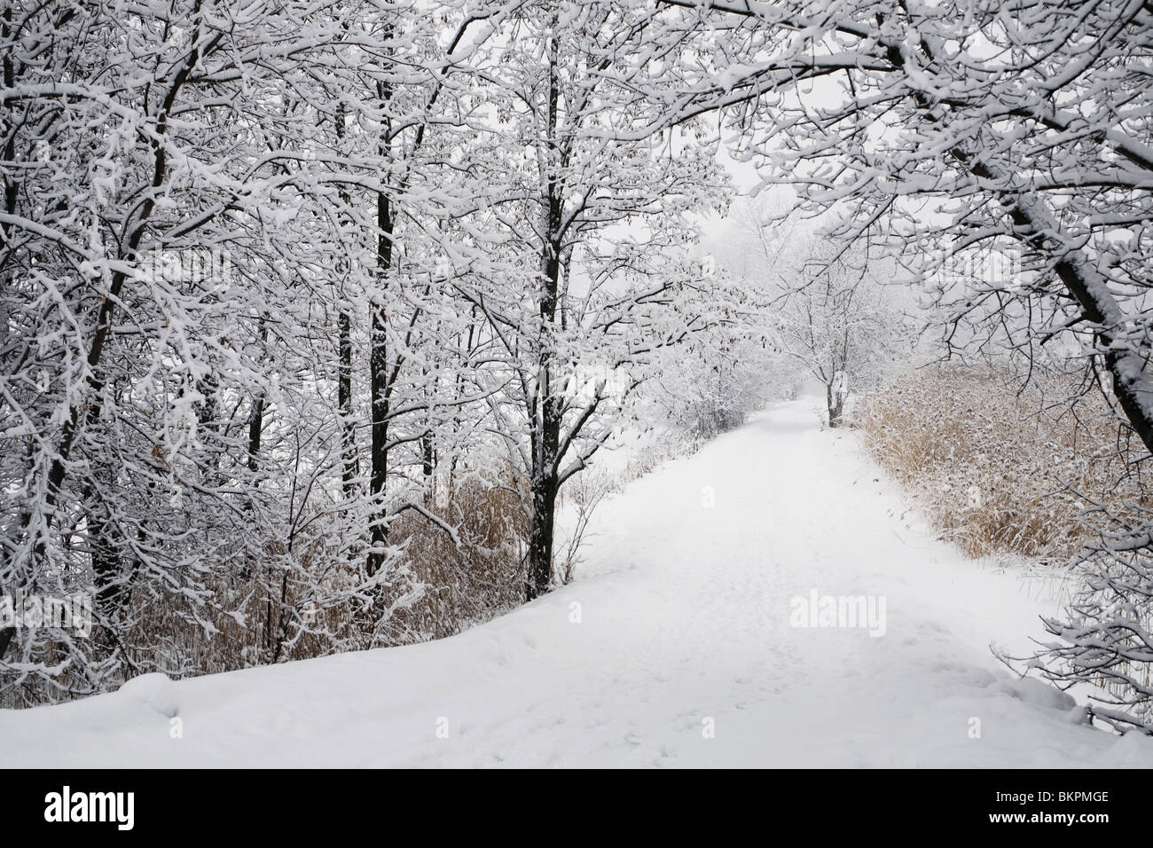 A Path Lined With Trees And Covered In Snow Stock Photo - Alamy