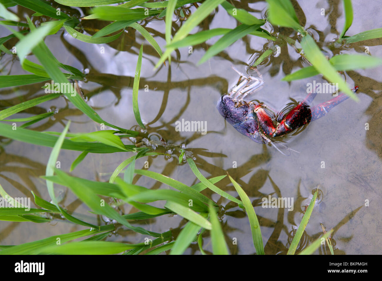 Dead red river crab in an irrigation rice green field Stock Photo - Alamy