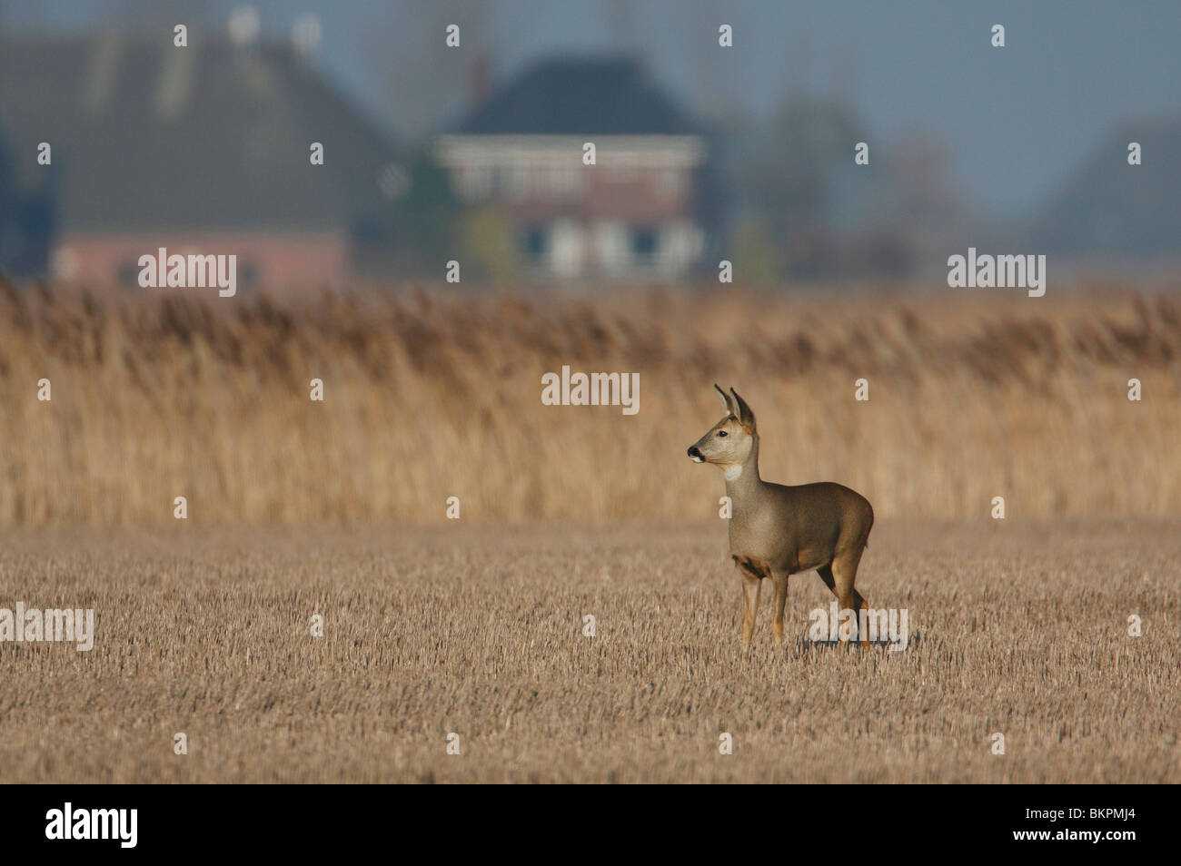 Roe deer in a field, farm in the background Stock Photo - Alamy