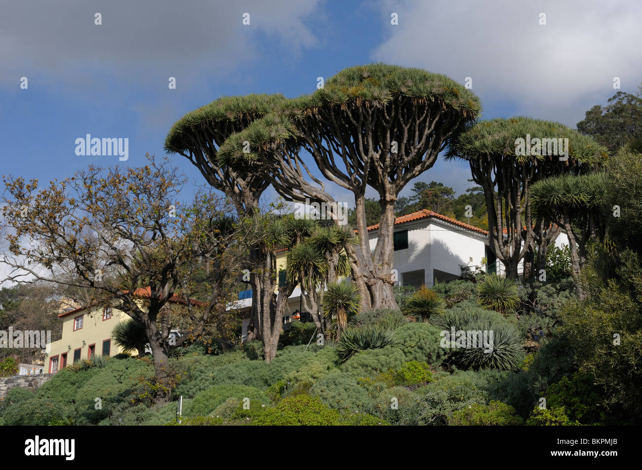 oldest dragon trees from madeira, about 600 years old Stock Photo - Alamy