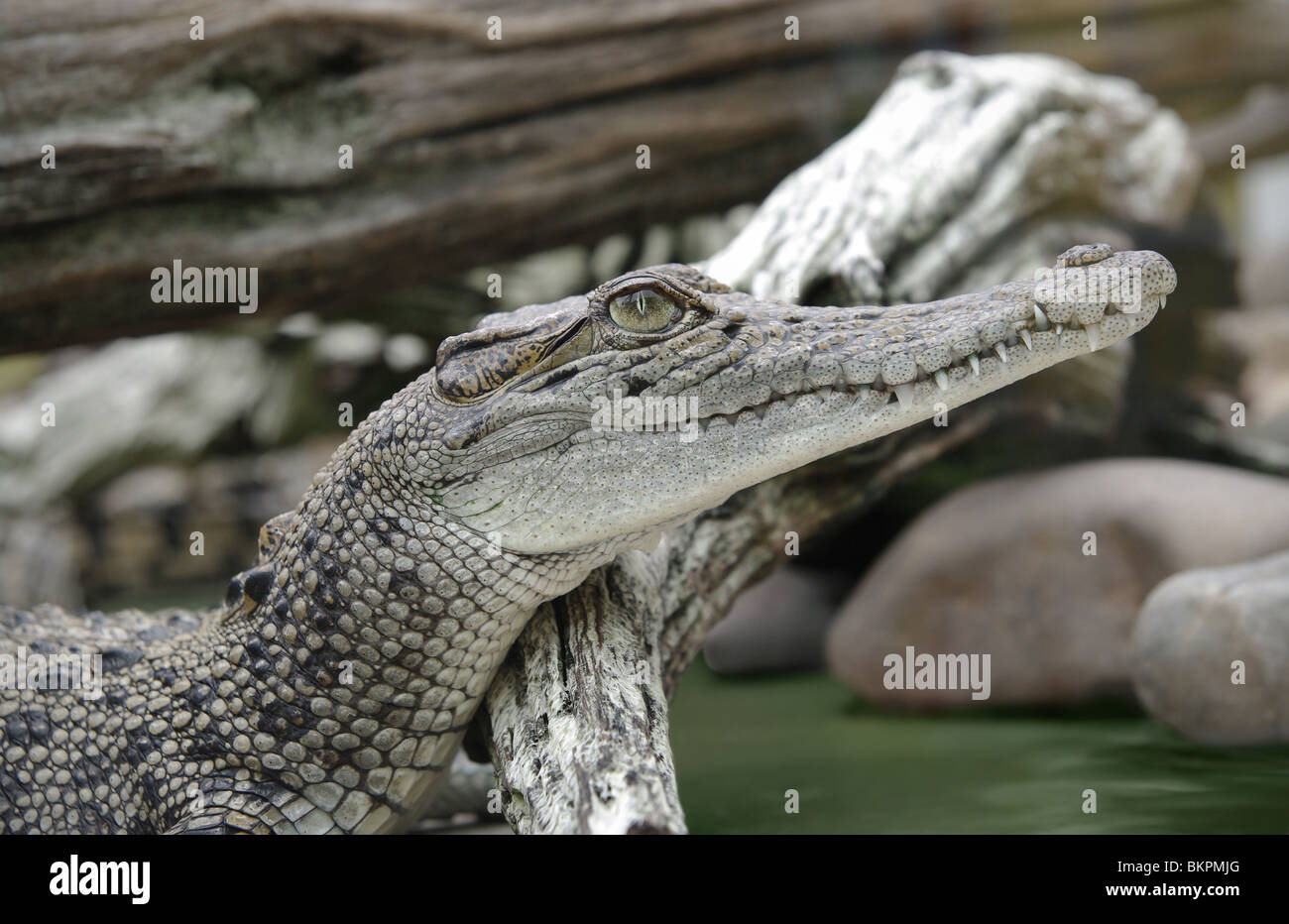 great image of a small crocodile Stock Photo - Alamy