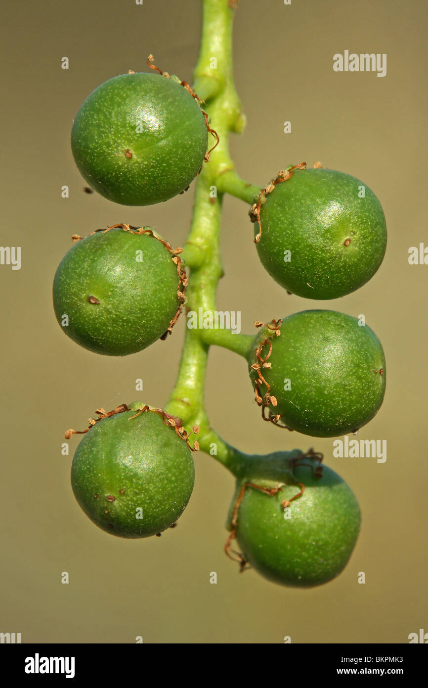The unripe berries of the Black Cherry Stock Photo - Alamy