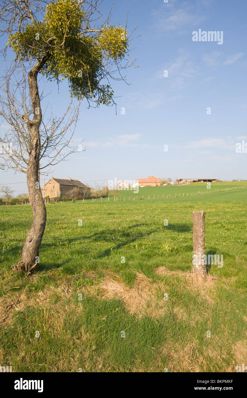 A Lonely Tree Covered in Mistletoe in French Farmland and Countryside ...