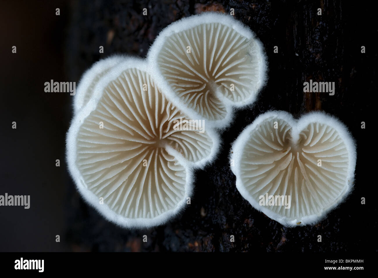 Variabilis hi-res stock photography and images - Alamy